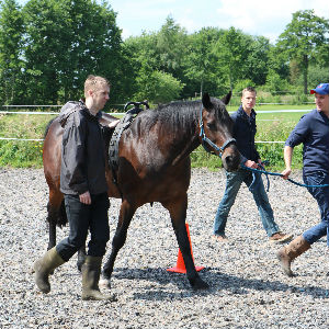 Leadership training is horses for courses | Ceris Burns International